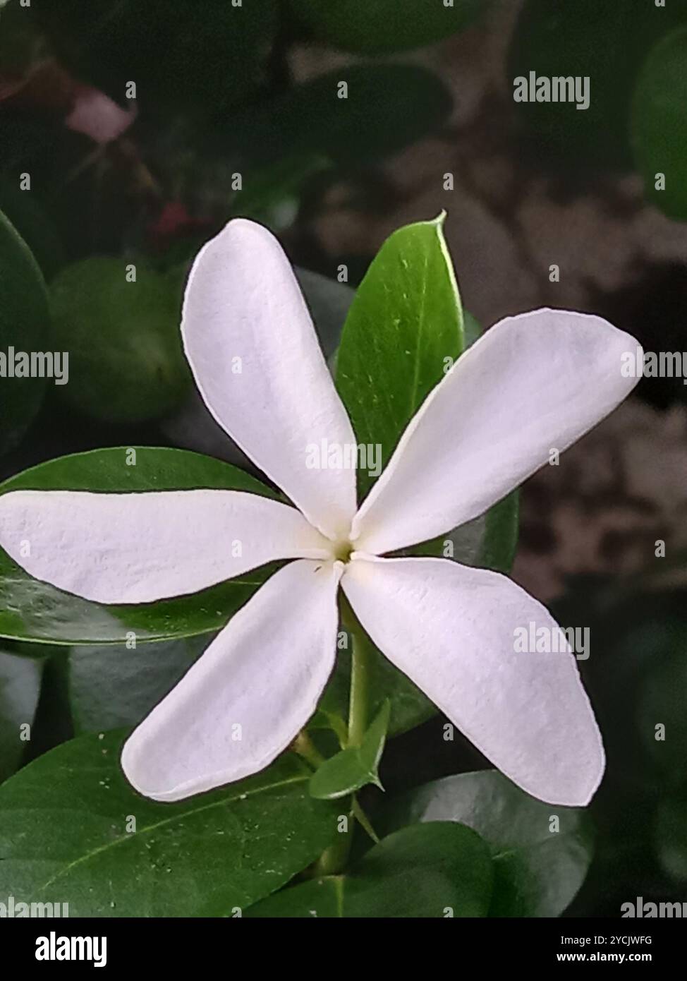 Natal Plum (Carissa macrocarpa) Plantae Stock Photo - Alamy