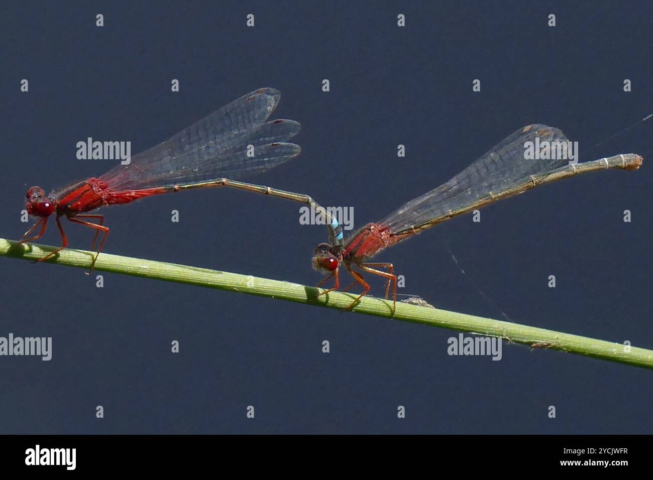 Red and Blue Damsel (Xanthagrion erythroneurum) Insecta Stock Photo - Alamy