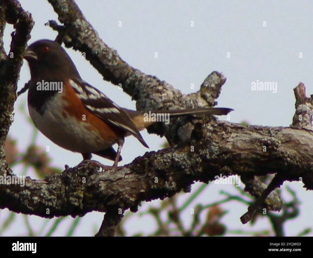Spotted Towhee (Pipilo maculatus) Aves Stock Photo - Alamy