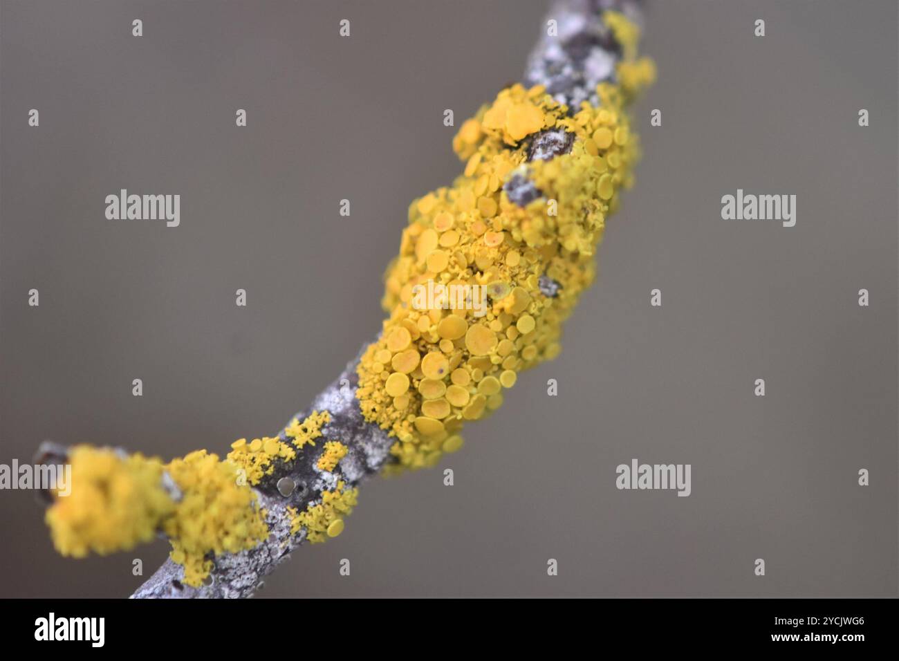 Pin-cushion Sunburst Lichen (Polycauliona polycarpa) Fungi Stock Photo ...