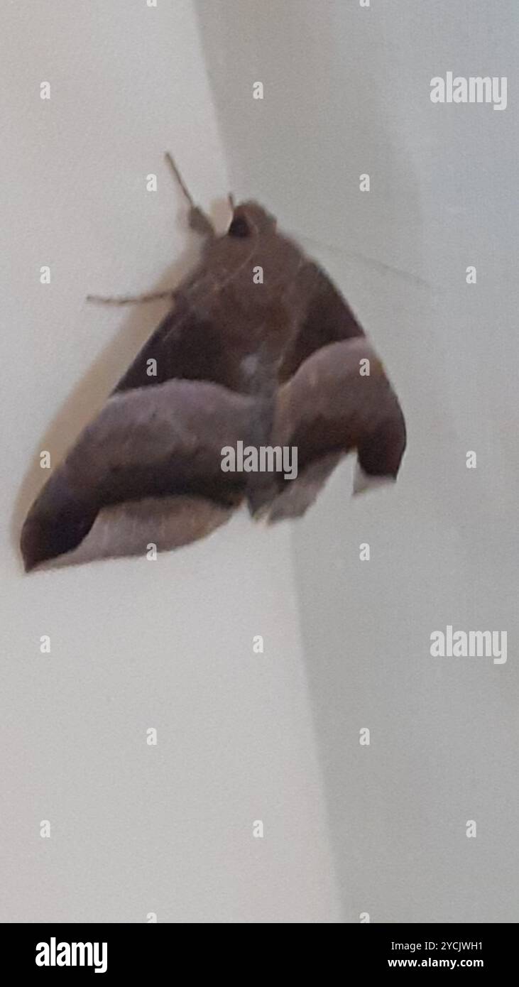 Echo Moth (Achaea echo) Insecta Stock Photo - Alamy