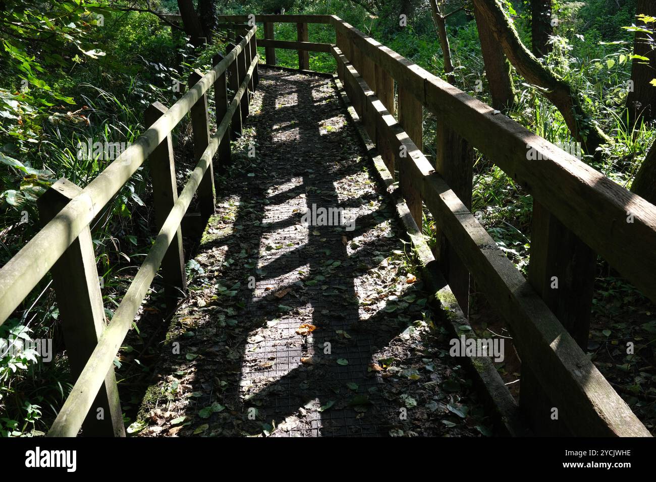 Morning sunlight casting light and shadows across woodlands walkway ...