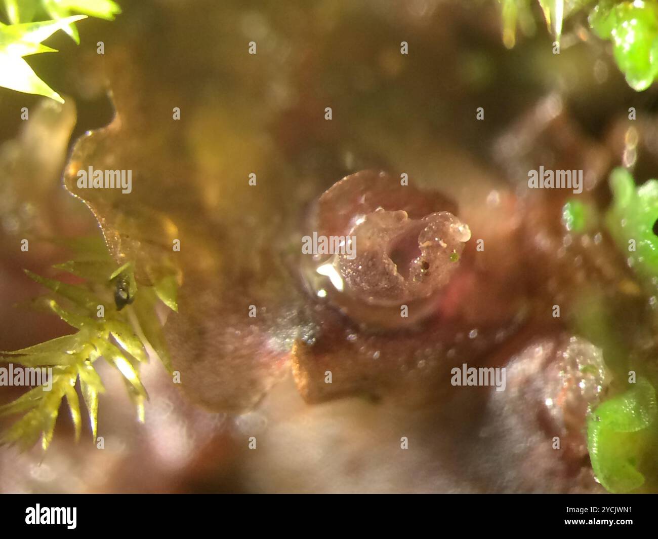 common pellia (Pellia epiphylla) Plantae Stock Photo - Alamy