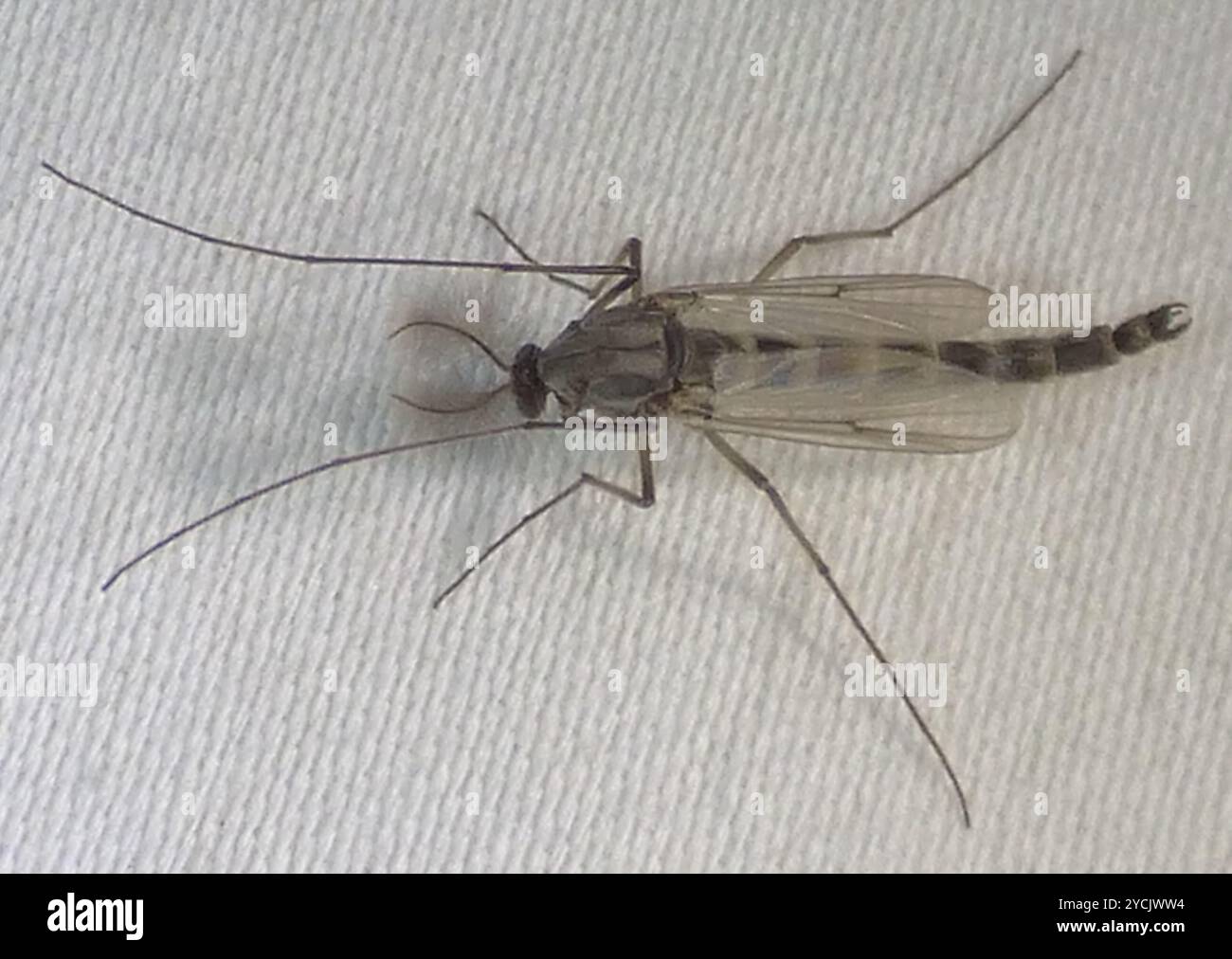 Non-biting Midges (Chironomidae) Insecta Stock Photo - Alamy