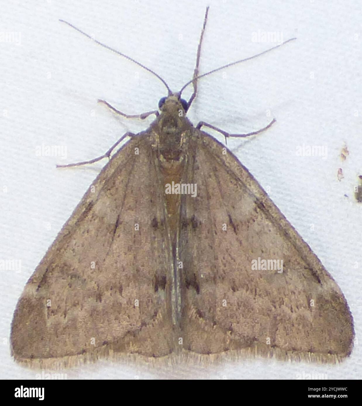 Fall Cankerworm Moth (Alsophila pometaria) Insecta Stock Photo - Alamy