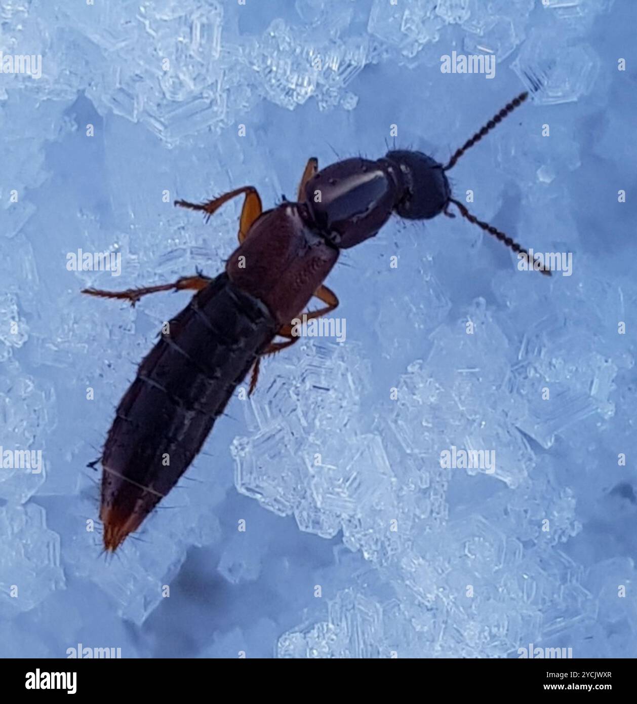 Othius punctulatus hi-res stock photography and images - Alamy