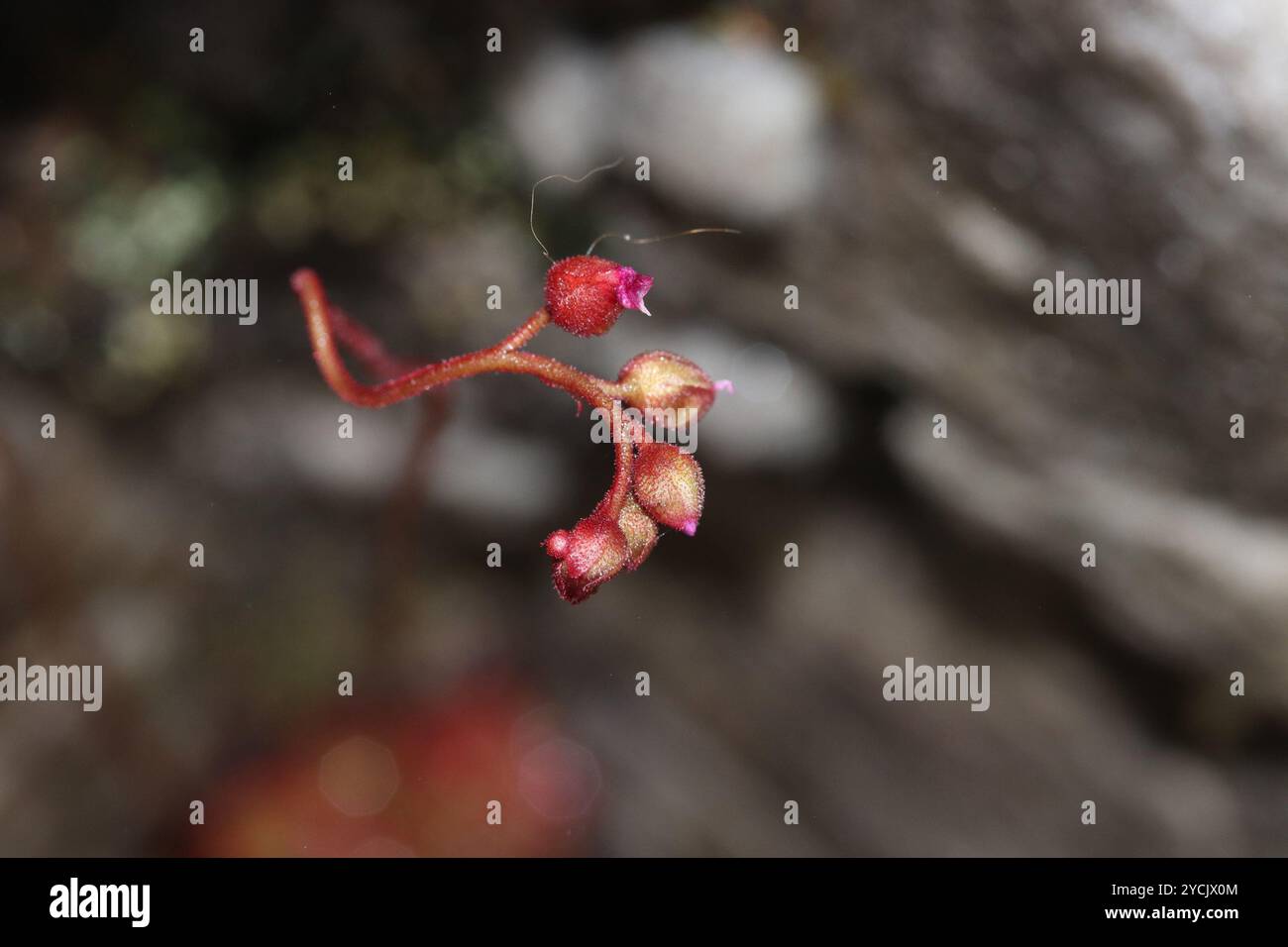 Alice Sundew (Drosera aliciae) Plantae Stock Photo - Alamy
