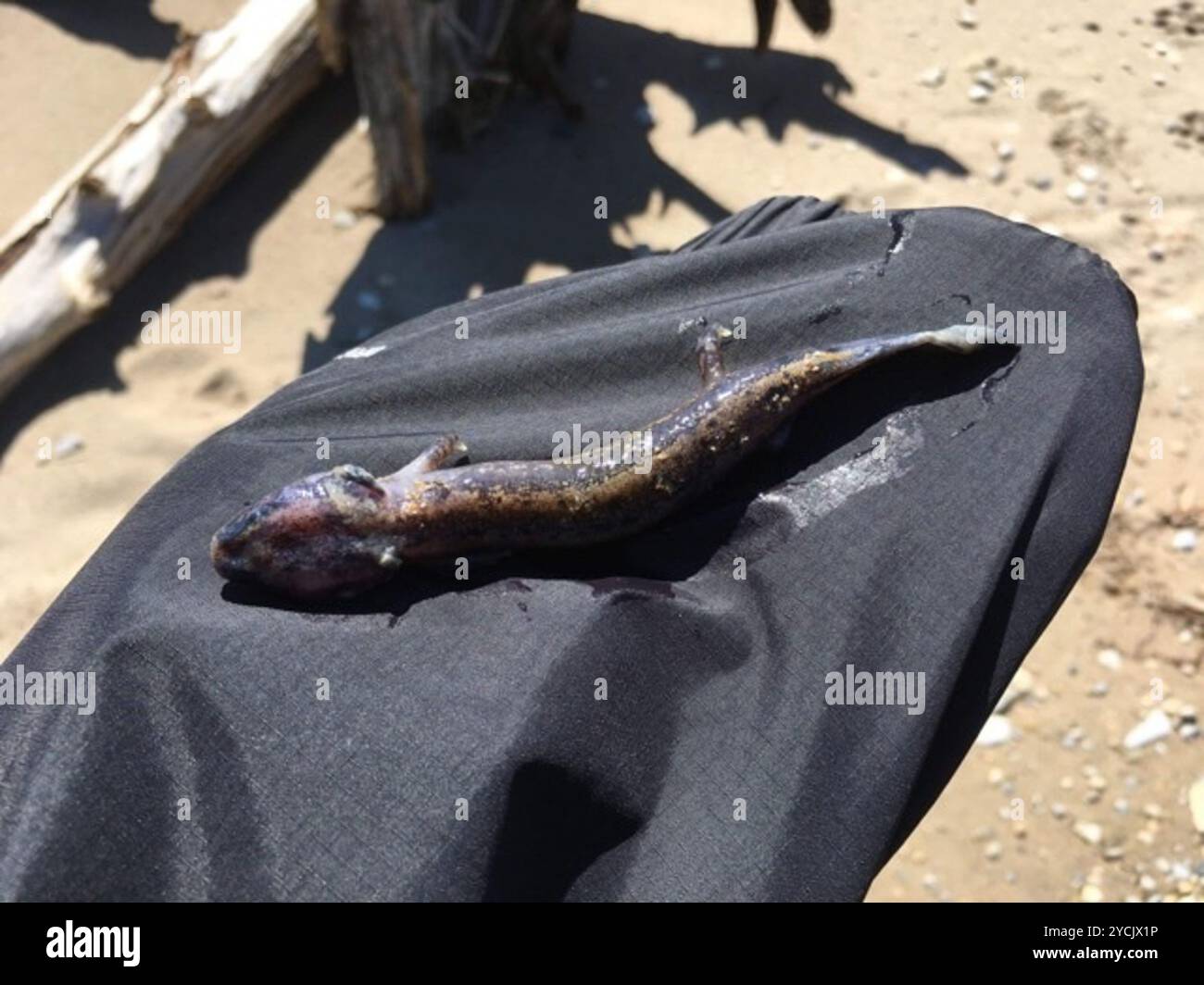 Common Mudpuppy (Necturus maculosus) Amphibia Stock Photo - Alamy