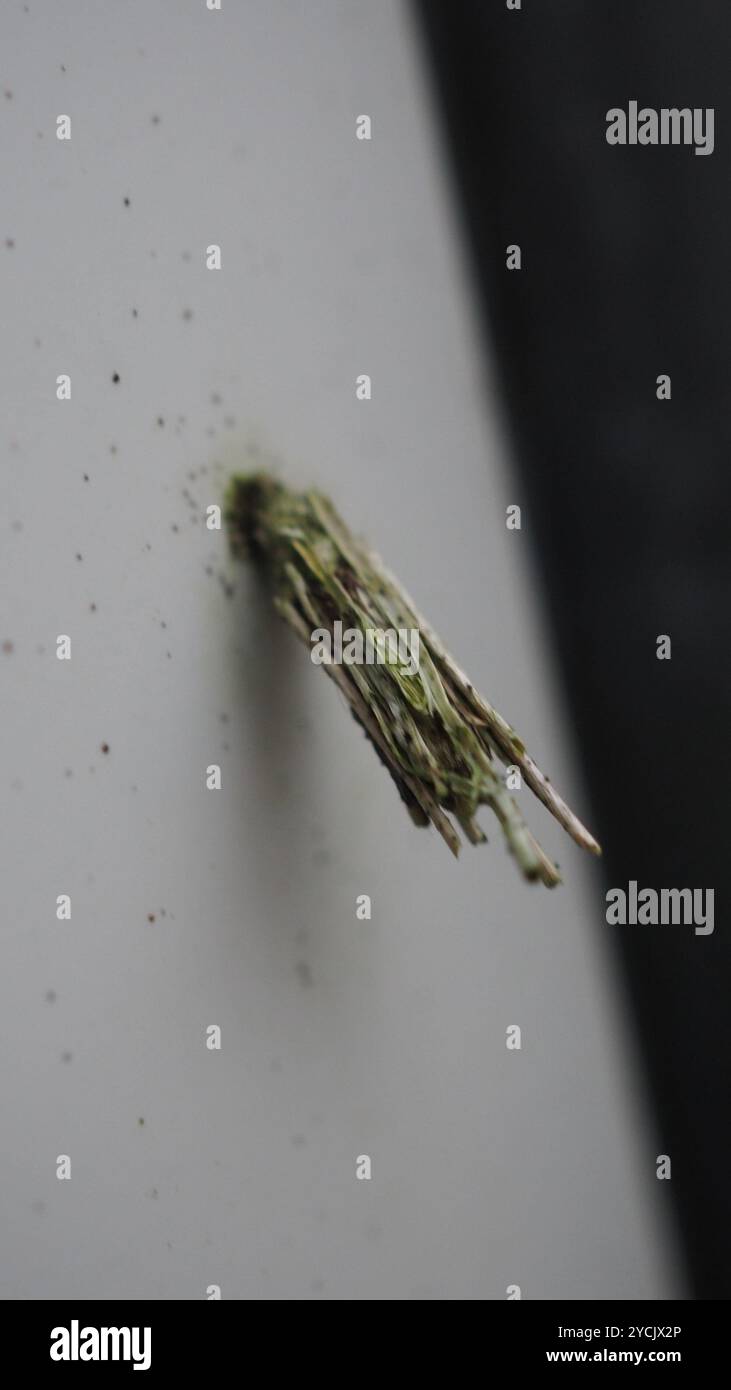 Common Bagworm Moth (Psyche casta) Insecta Stock Photo - Alamy