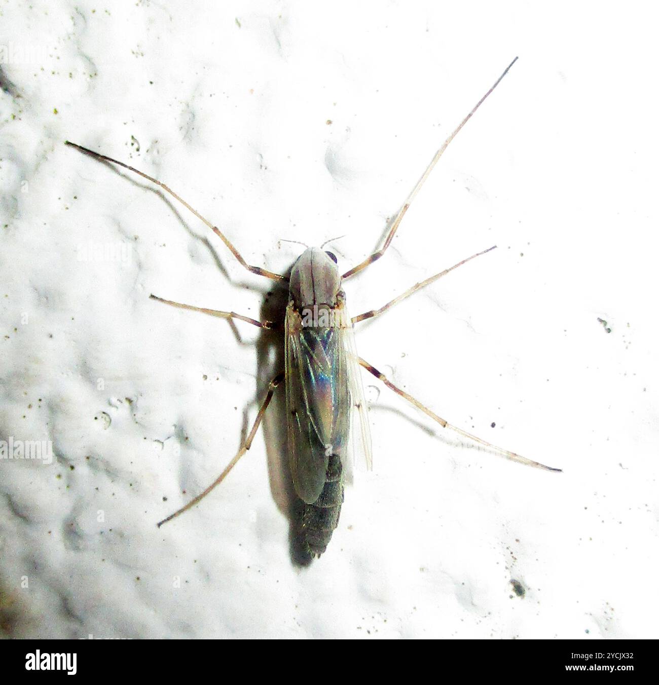 Non-biting Midges (Chironomidae) Insecta Stock Photo - Alamy