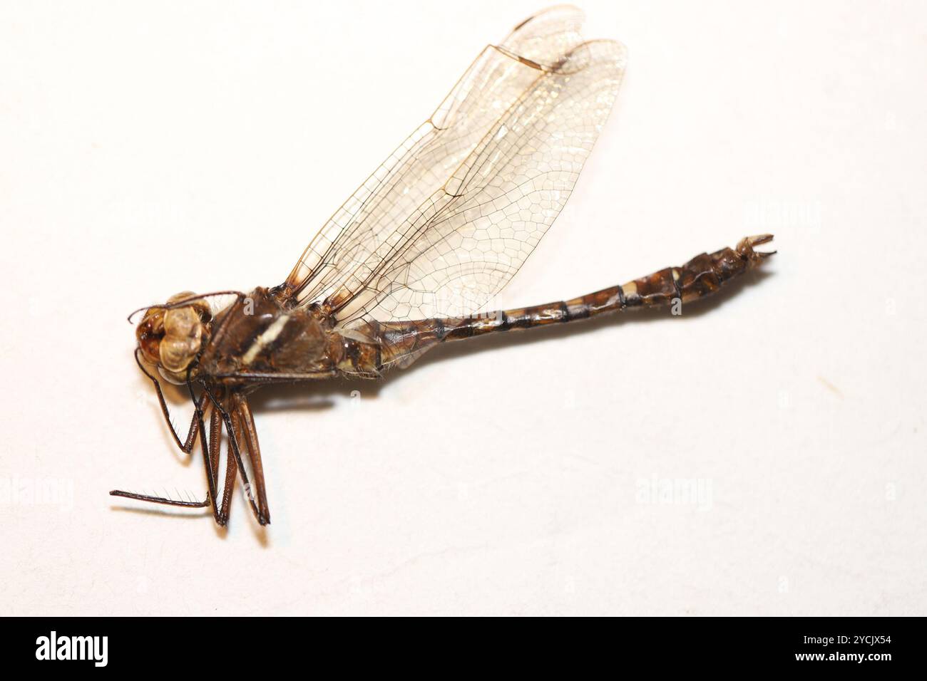 Stream Cruiser (Didymops transversa) Insecta Stock Photo - Alamy