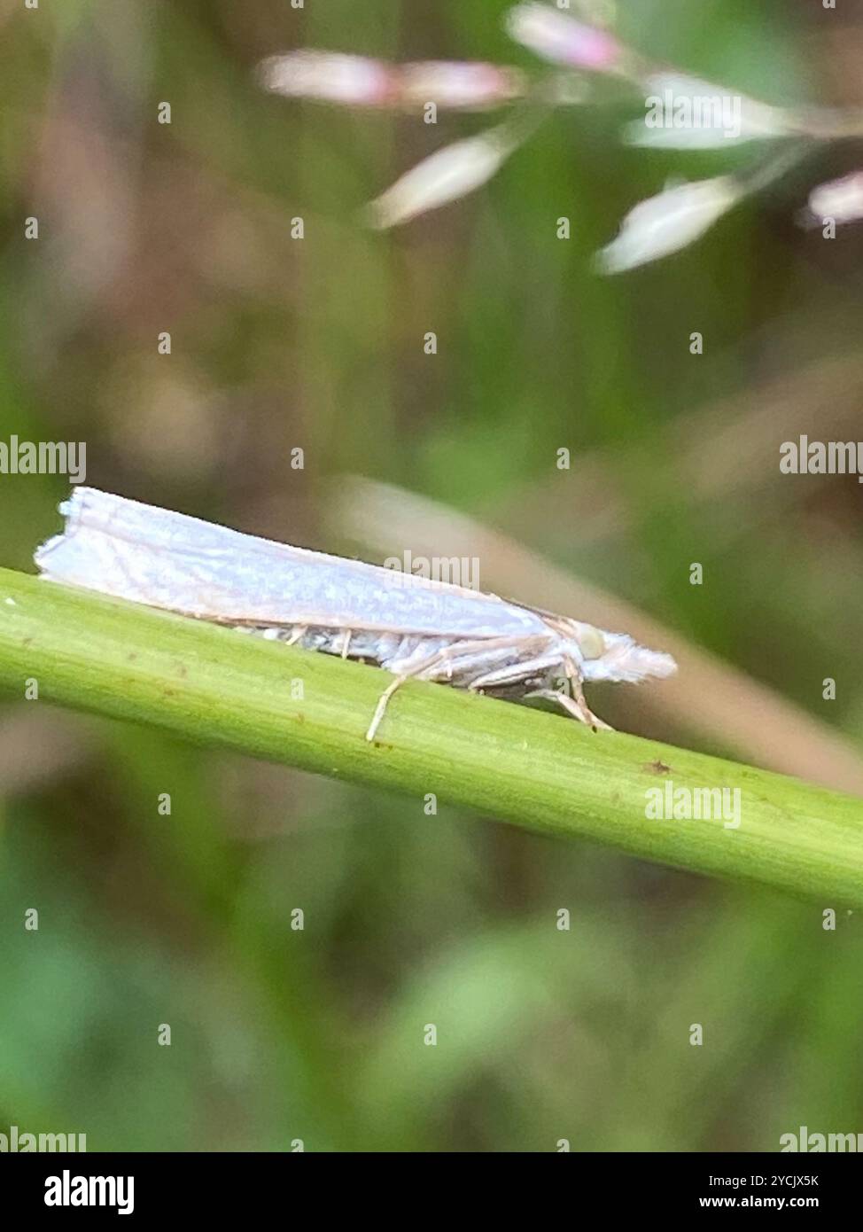 Hook-streaked Grass-veneer (Crambus lathoniellus) Insecta Stock Photo ...