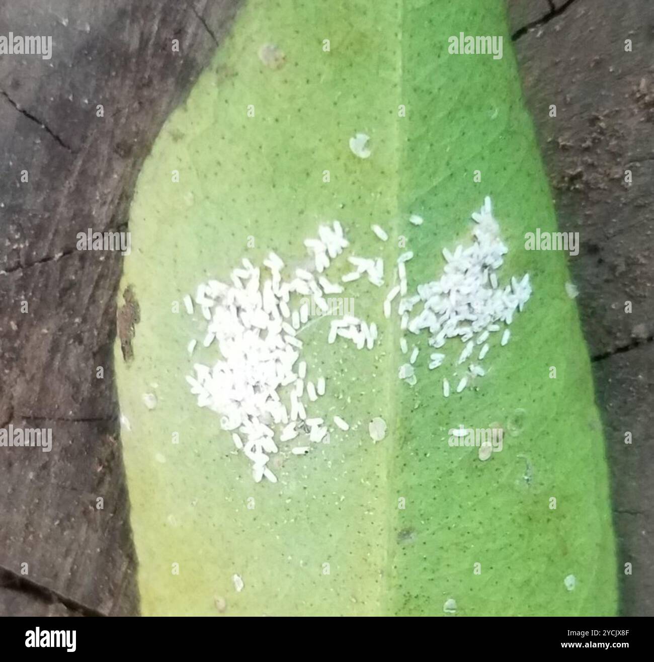 Armored Scale Insects (Diaspididae) Insecta Stock Photo - Alamy