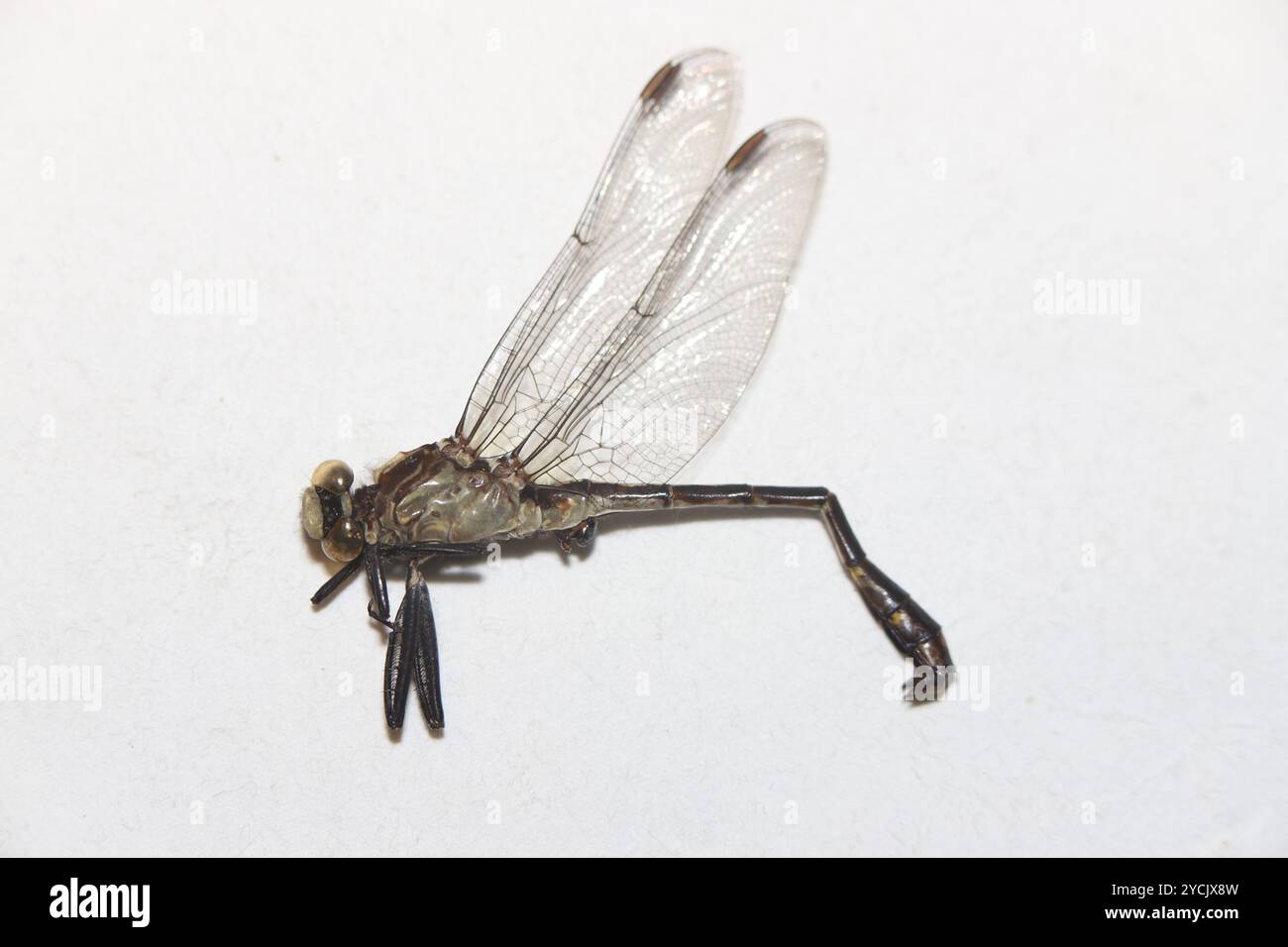 Black-shouldered Spinyleg (Dromogomphus spinosus) Insecta Stock Photo ...