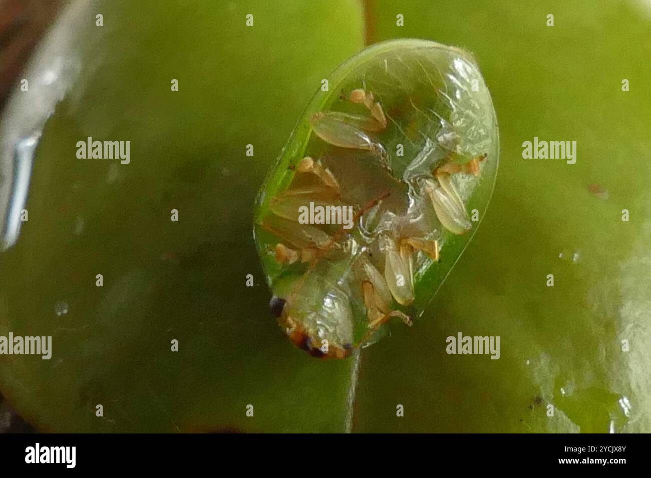 Lilly Pilly leaf beetle (Paropsides calypso) Insecta Stock Photo - Alamy