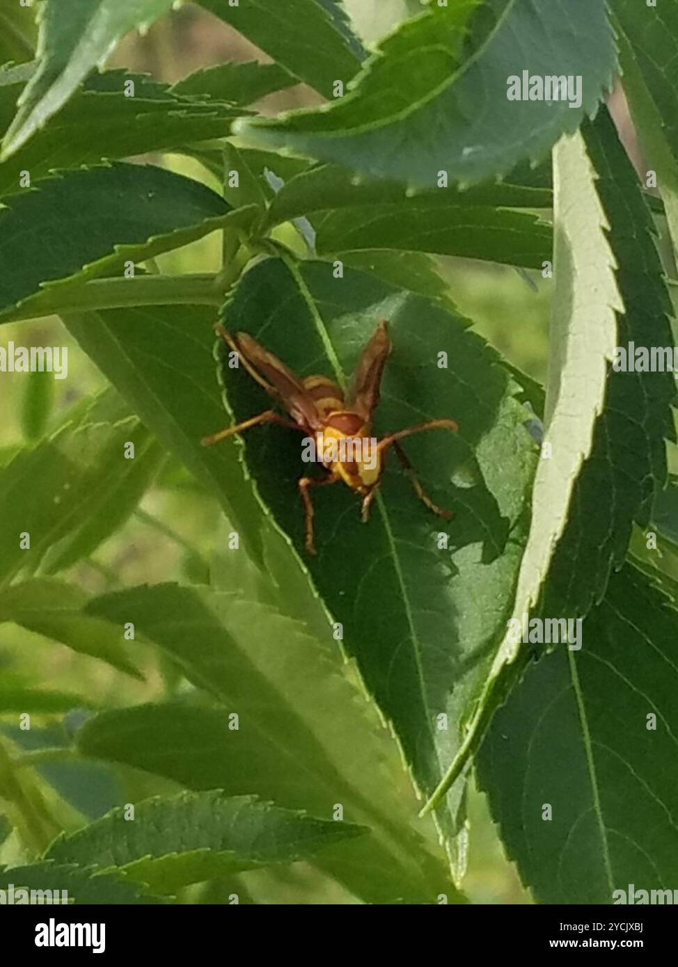 Polistes major hi-res stock photography and images - Alamy