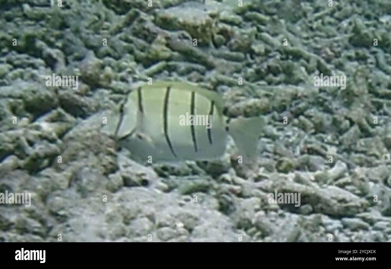 Convict Surgeonfish (Acanthurus triostegus) Actinopterygii Stock Photo ...