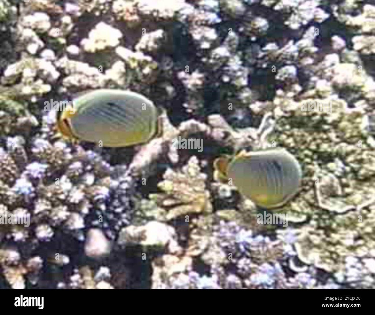 Indian Redfin Butterflyfish (Chaetodon trifasciatus) Actinopterygii ...