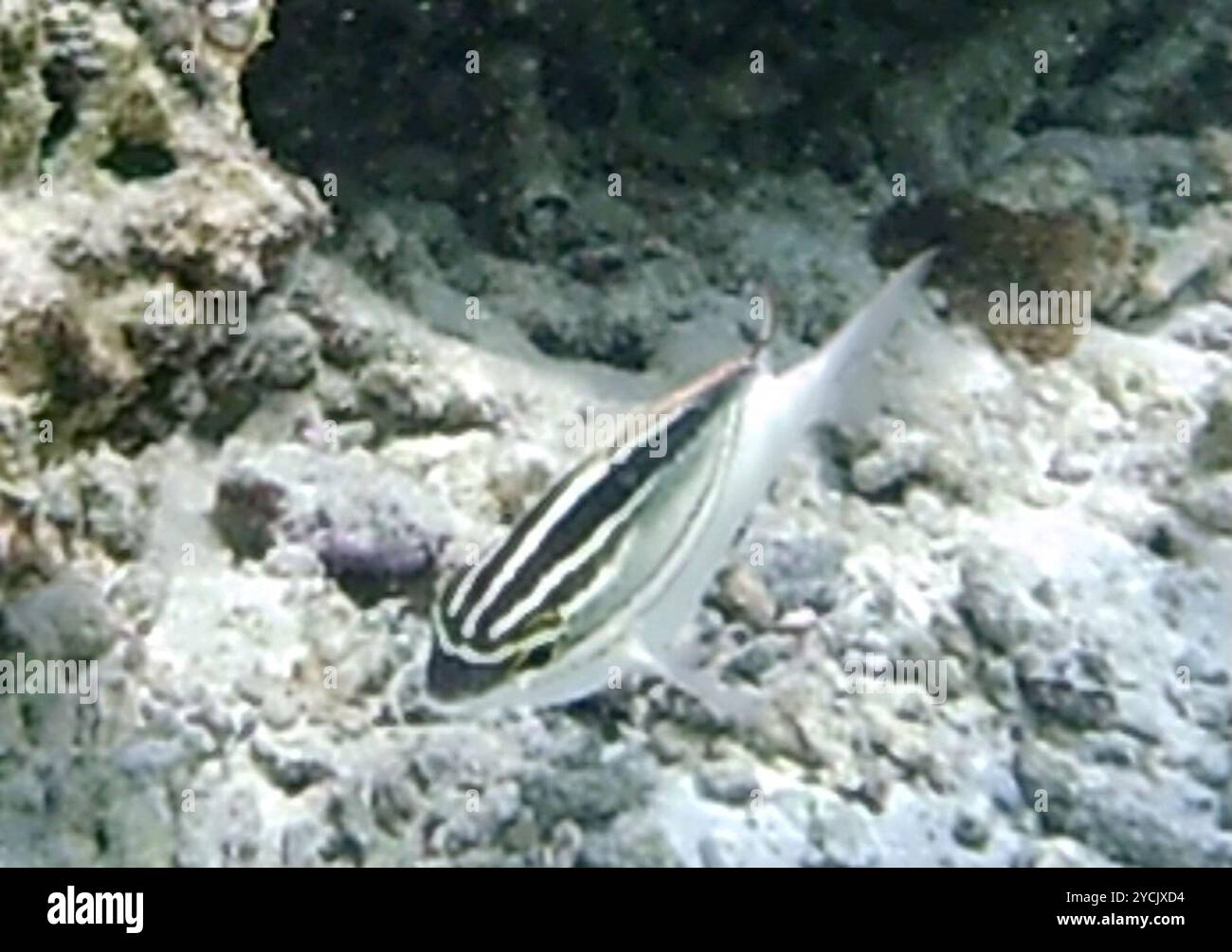 Bridled Monocle Bream (Scolopsis bilineata) Actinopterygii Stock Photo ...