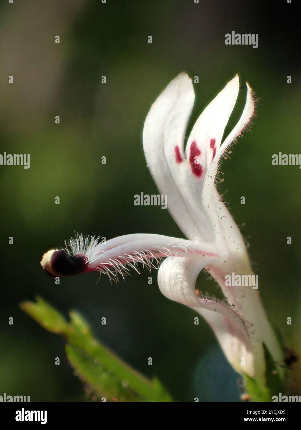 Green Chiretta (Andrographis paniculata) Plantae Stock Photo - Alamy