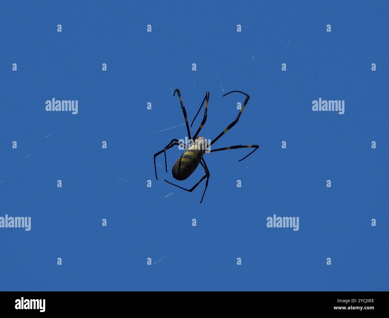 Joro Spider (Trichonephila clavata) Arachnida Stock Photo - Alamy