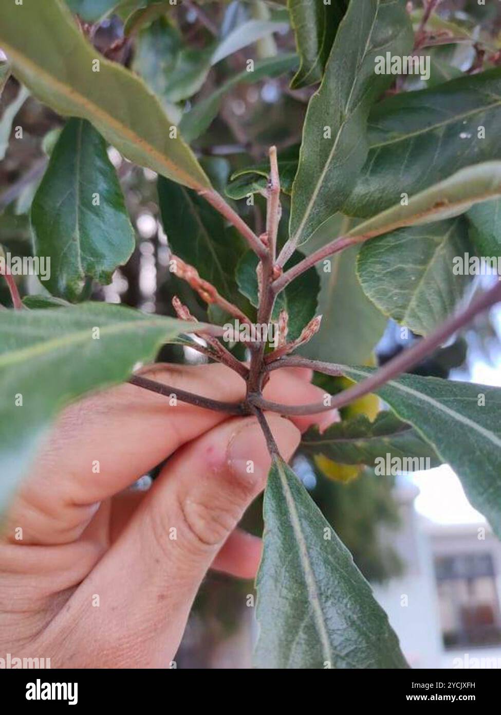 Hinau (Elaeocarpus dentatus) Plantae Stock Photo - Alamy