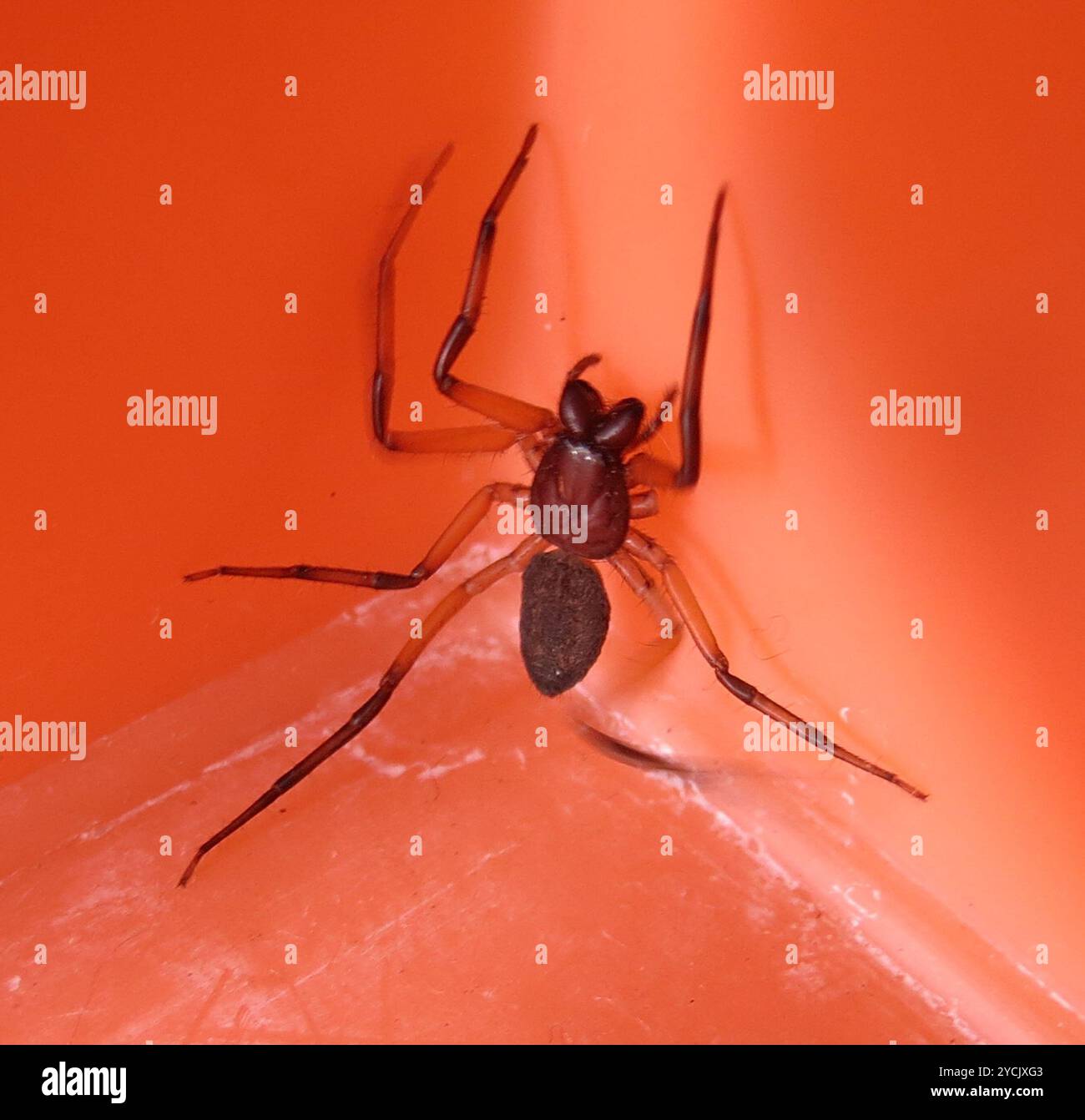 Common Scorpion Spider (Platyoides walteri) Arachnida Stock Photo - Alamy
