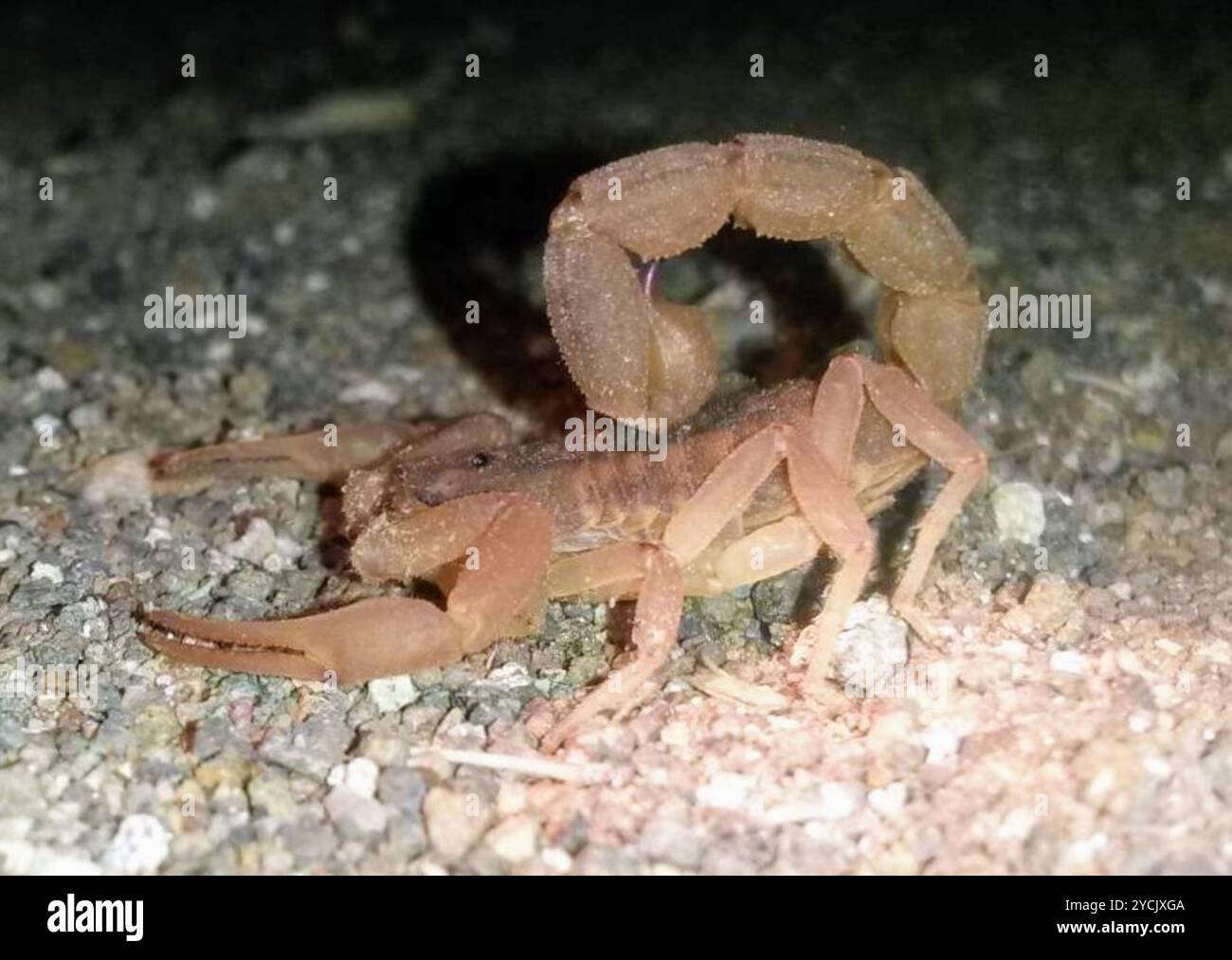 Eastern Nomad Scorpion (Hottentotta trilineatus) Arachnida Stock Photo ...