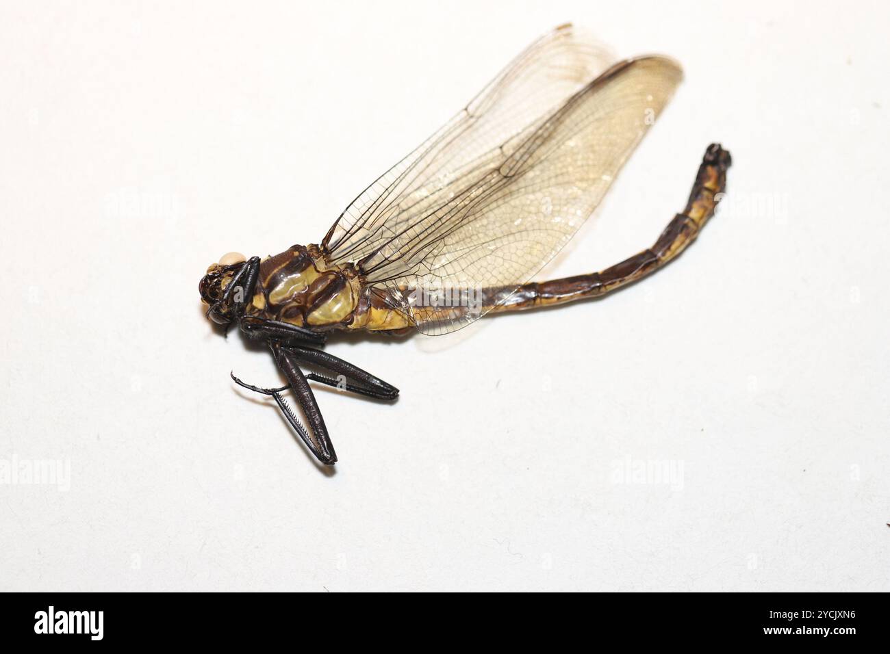 Dragonhunter (Hagenius brevistylus) Insecta Stock Photo - Alamy