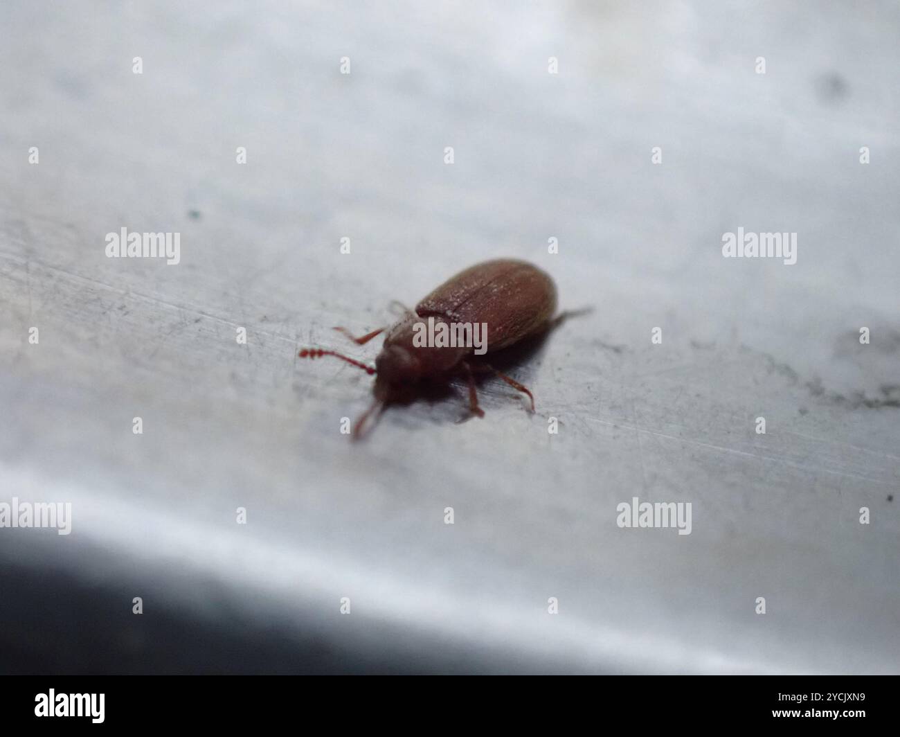 Silken Fungus Beetles (Cryptophagidae) Insecta Stock Photo - Alamy