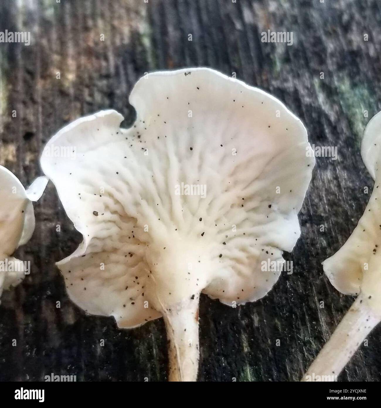 (Stereopsis humphreyi) Fungi Stock Photo - Alamy