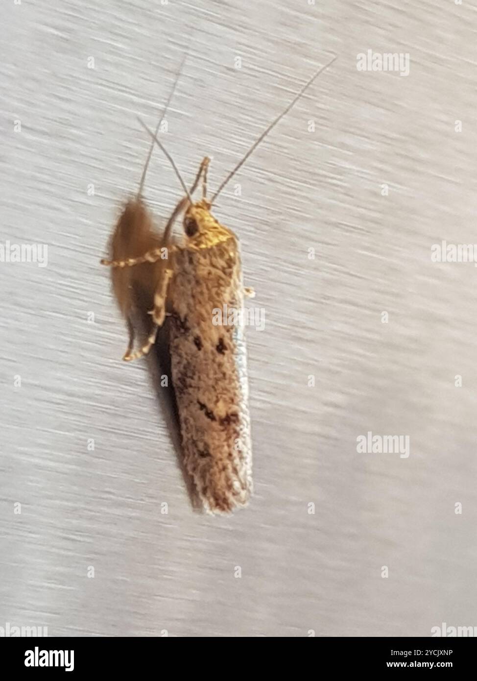 Curved-horn Moths (Gelechioidea) Insecta Stock Photo - Alamy