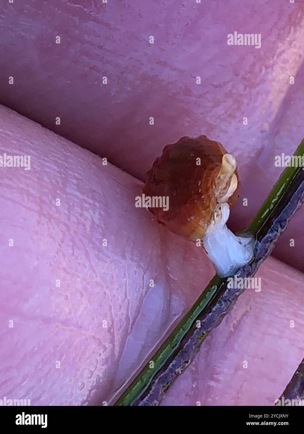 Variegate Amphissa (Amphissa versicolor) Mollusca Stock Photo - Alamy