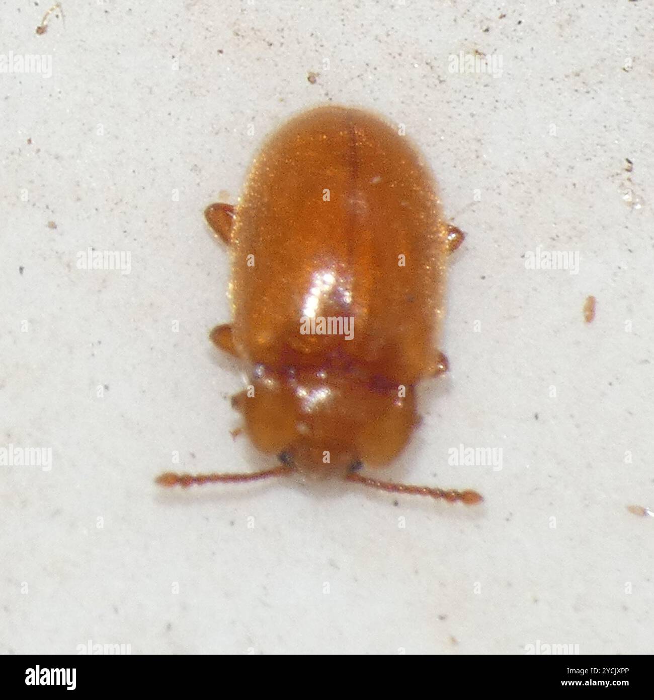 Handsome Fungus Beetles (Endomychidae) Insecta Stock Photo - Alamy