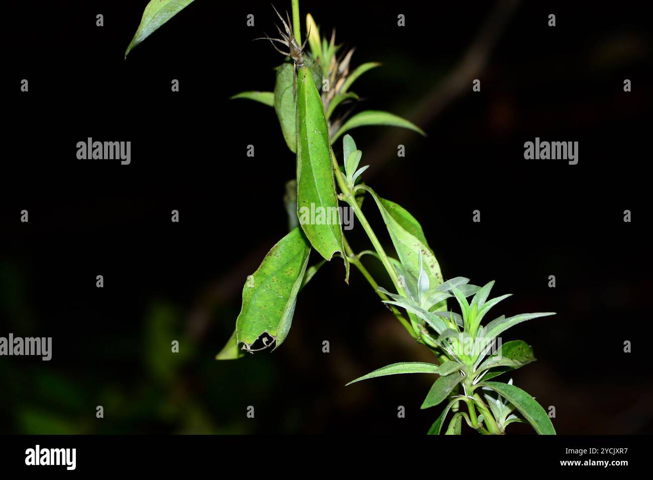 porcupine flower (Barleria prionitis) Plantae Stock Photo - Alamy