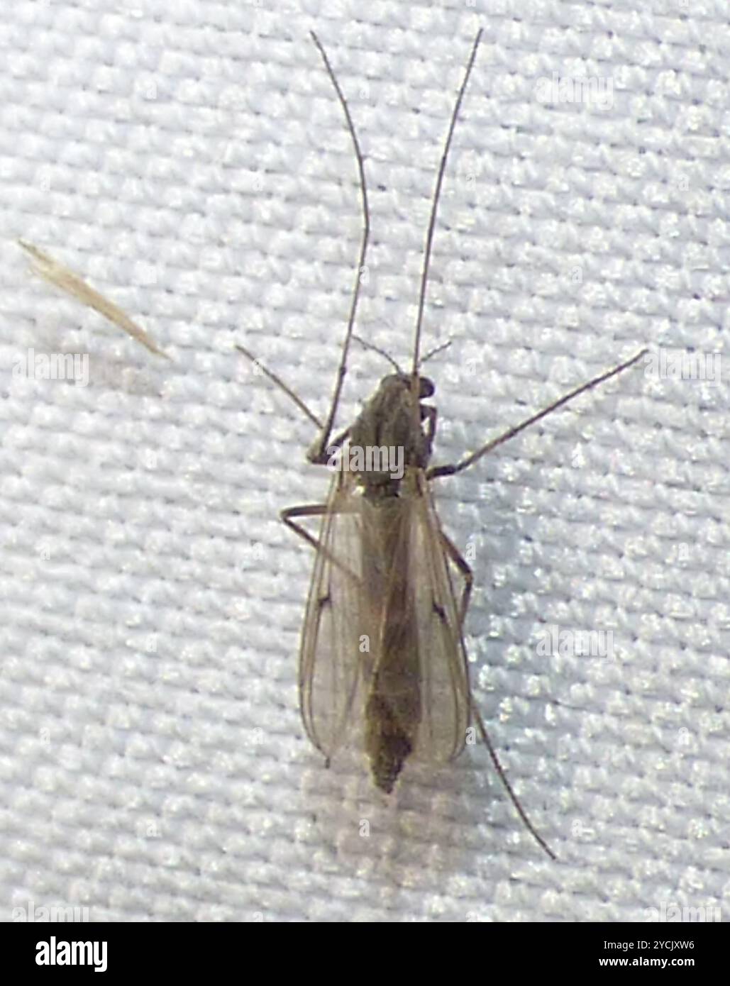 Non-biting Midges (Chironomidae) Insecta Stock Photo - Alamy