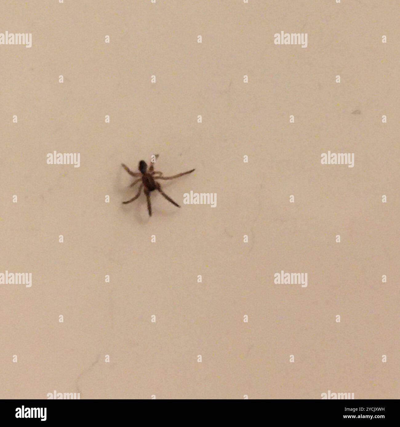 Typical Spiders (Araneomorphae) Arachnida Stock Photo - Alamy