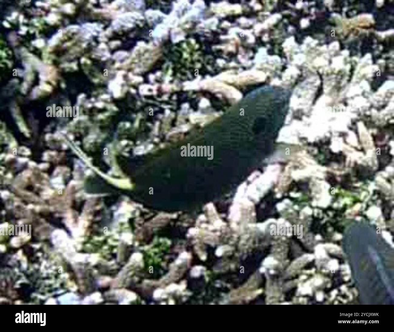 Brown Spotted Rabbitfish (Siganus laqueus) Actinopterygii Stock Photo ...