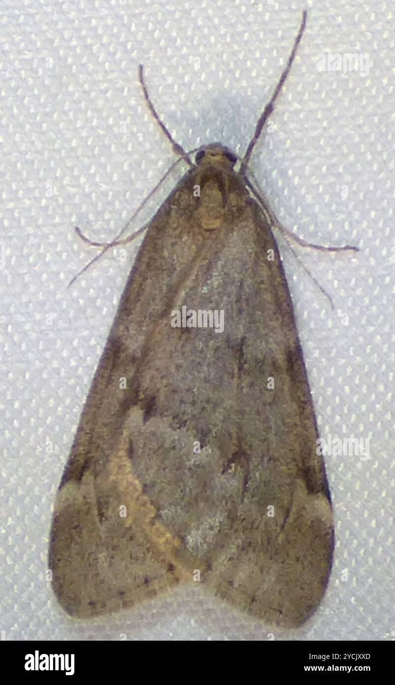 Fall Cankerworm Moth (Alsophila pometaria) Insecta Stock Photo - Alamy