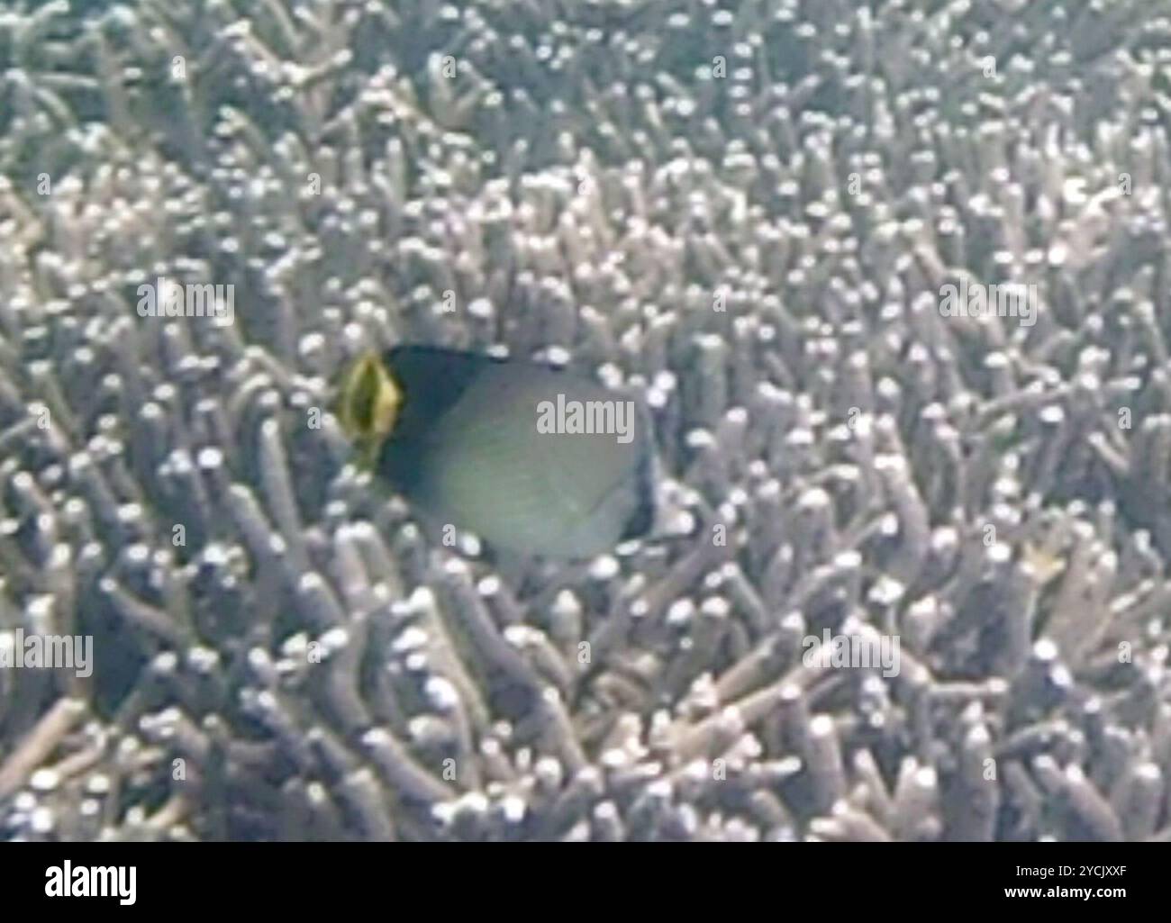 Indian Vagabond Butterflyfish (Chaetodon decussatus) Actinopterygii ...
