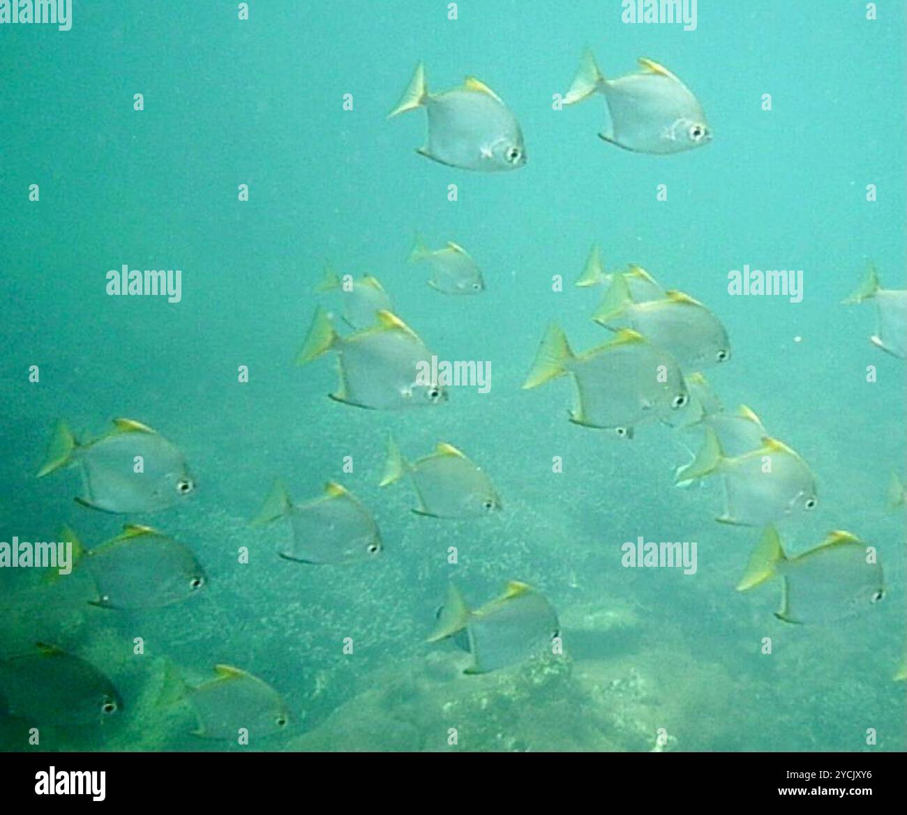 Diamondfish (Monodactylus argenteus) Actinopterygii Stock Photo - Alamy