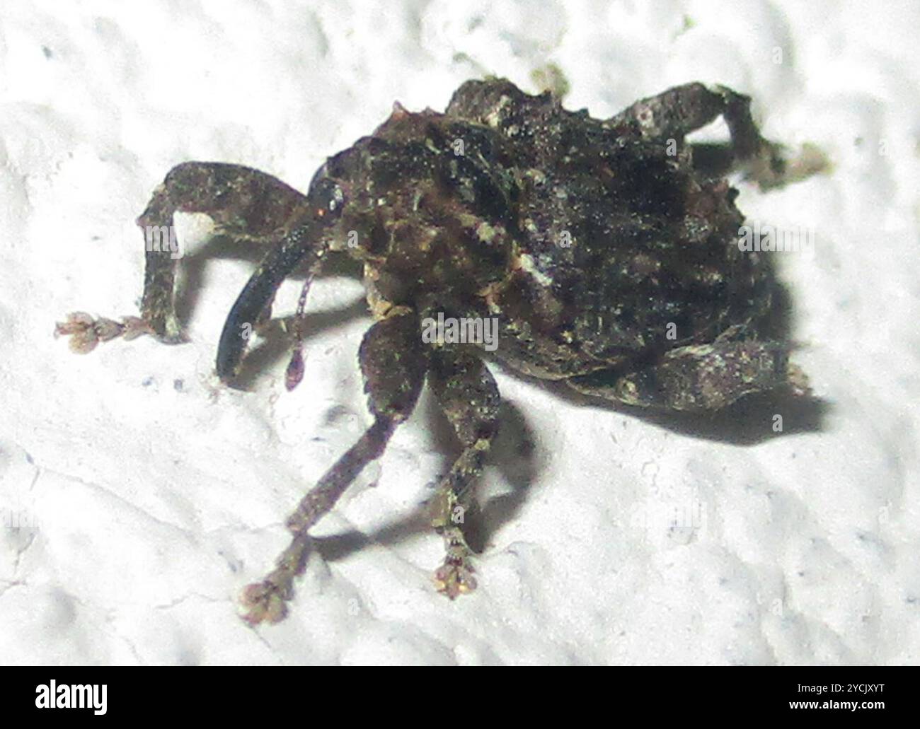 True Weevils (Curculionidae) Insecta Stock Photo - Alamy