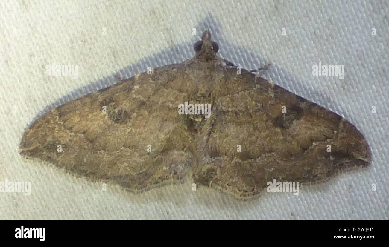 Gem Moth (Orthonama obstipata) Insecta Stock Photo - Alamy