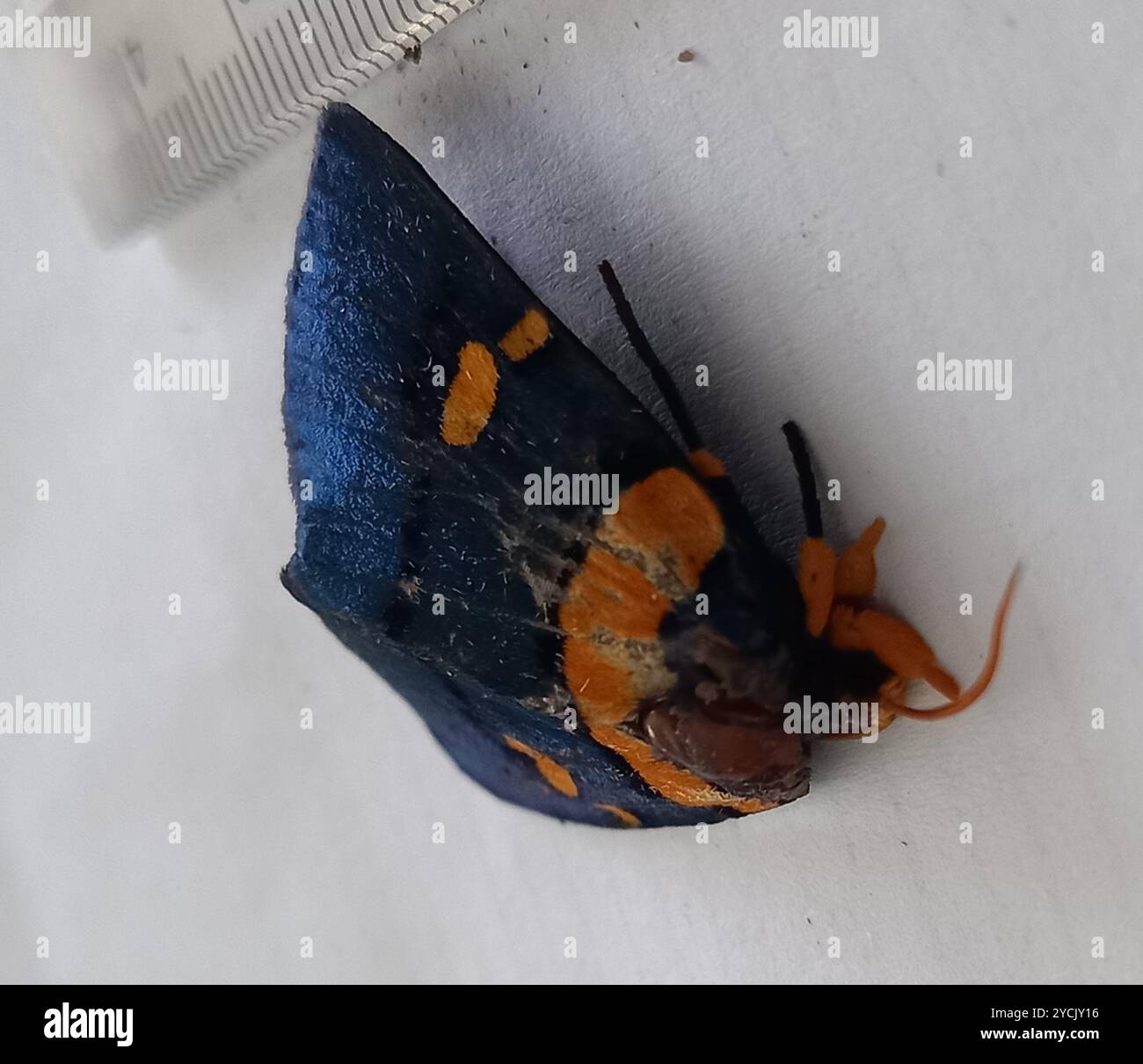 African Peach Moth (Egybolis vaillantina) Insecta Stock Photo - Alamy
