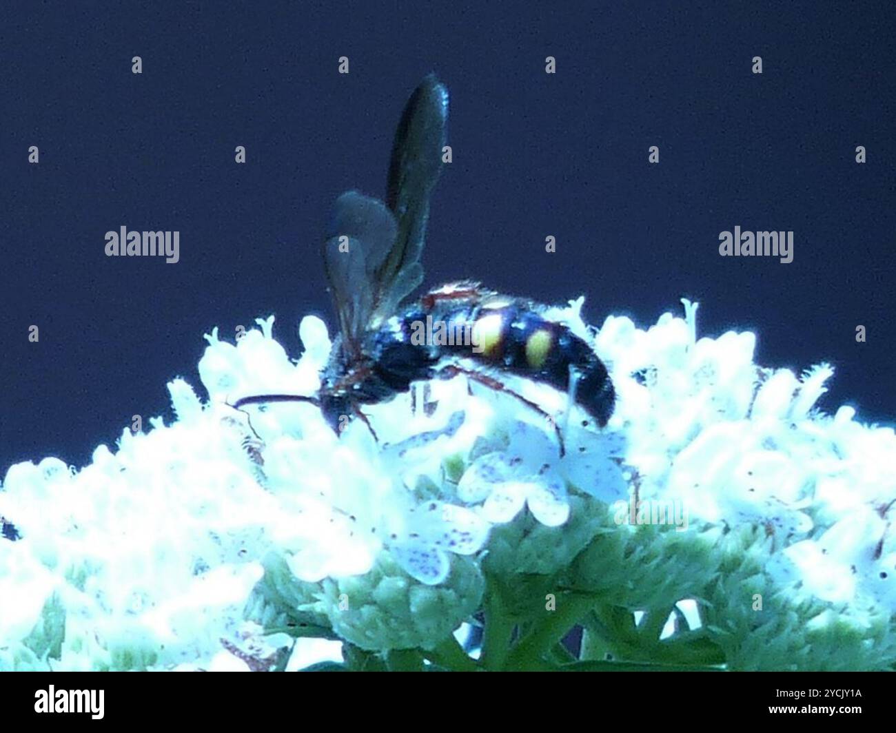 Noble Scoliid Wasp (Scolia nobilitata) Insecta Stock Photo - Alamy