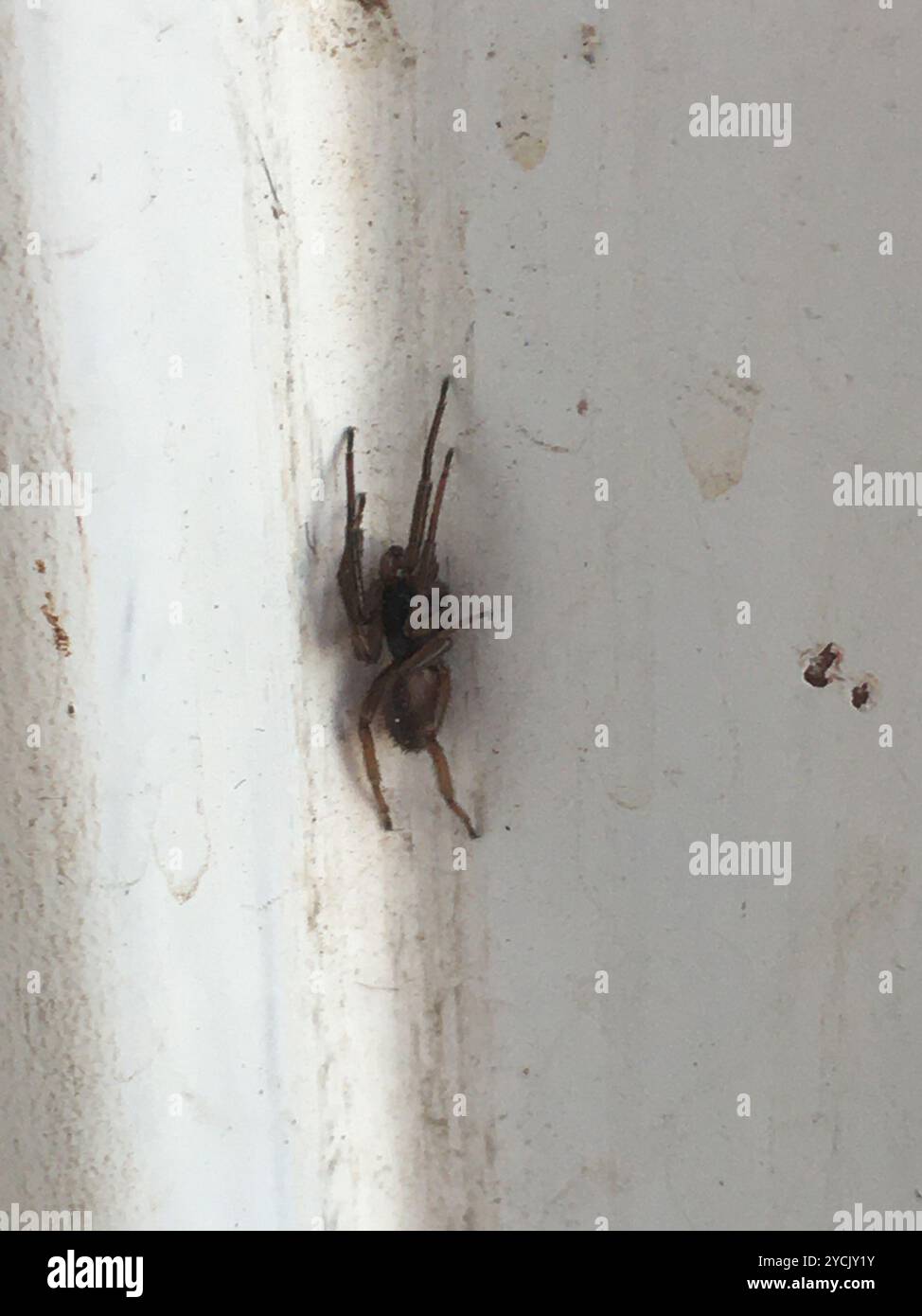 Tube web spiders hi-res stock photography and images - Alamy