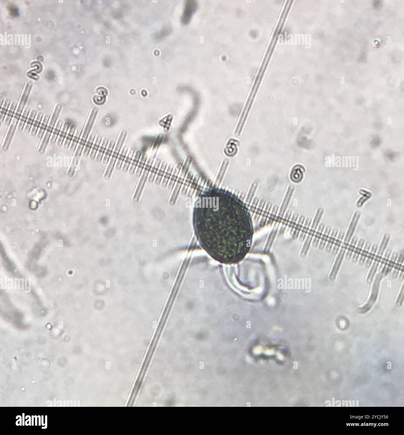 (Podospora anserina) Fungi Stock Photo - Alamy