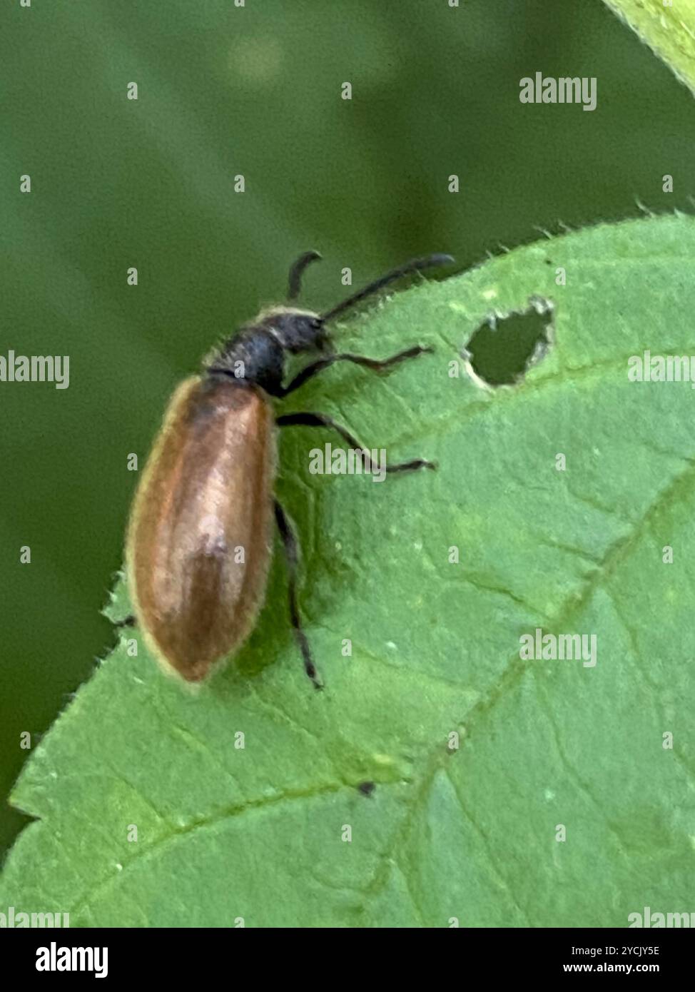 Rough-haired Lagria Beetle (Lagria hirta) Insecta Stock Photo - Alamy
