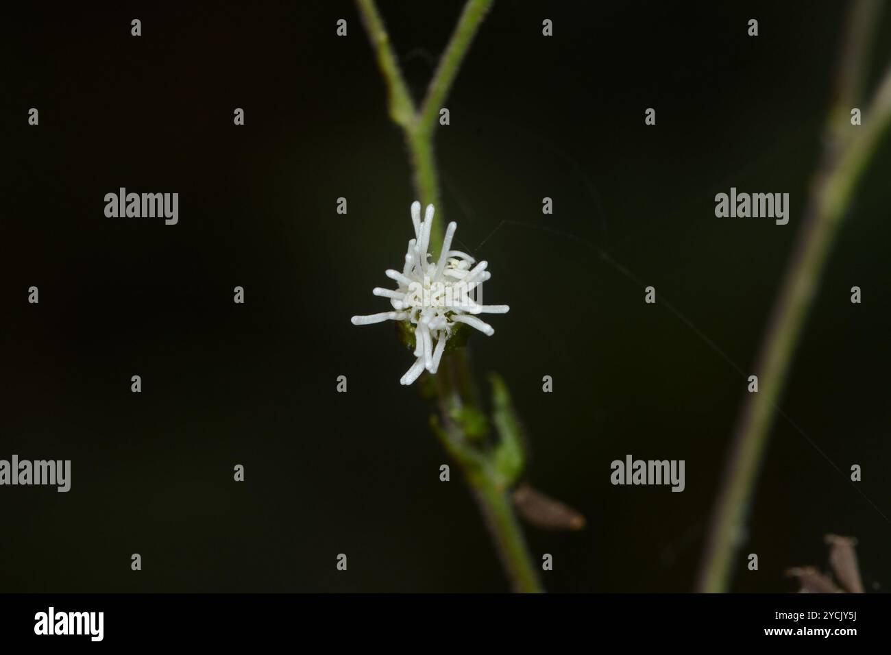 Medicineplant hi-res stock photography and images - Alamy