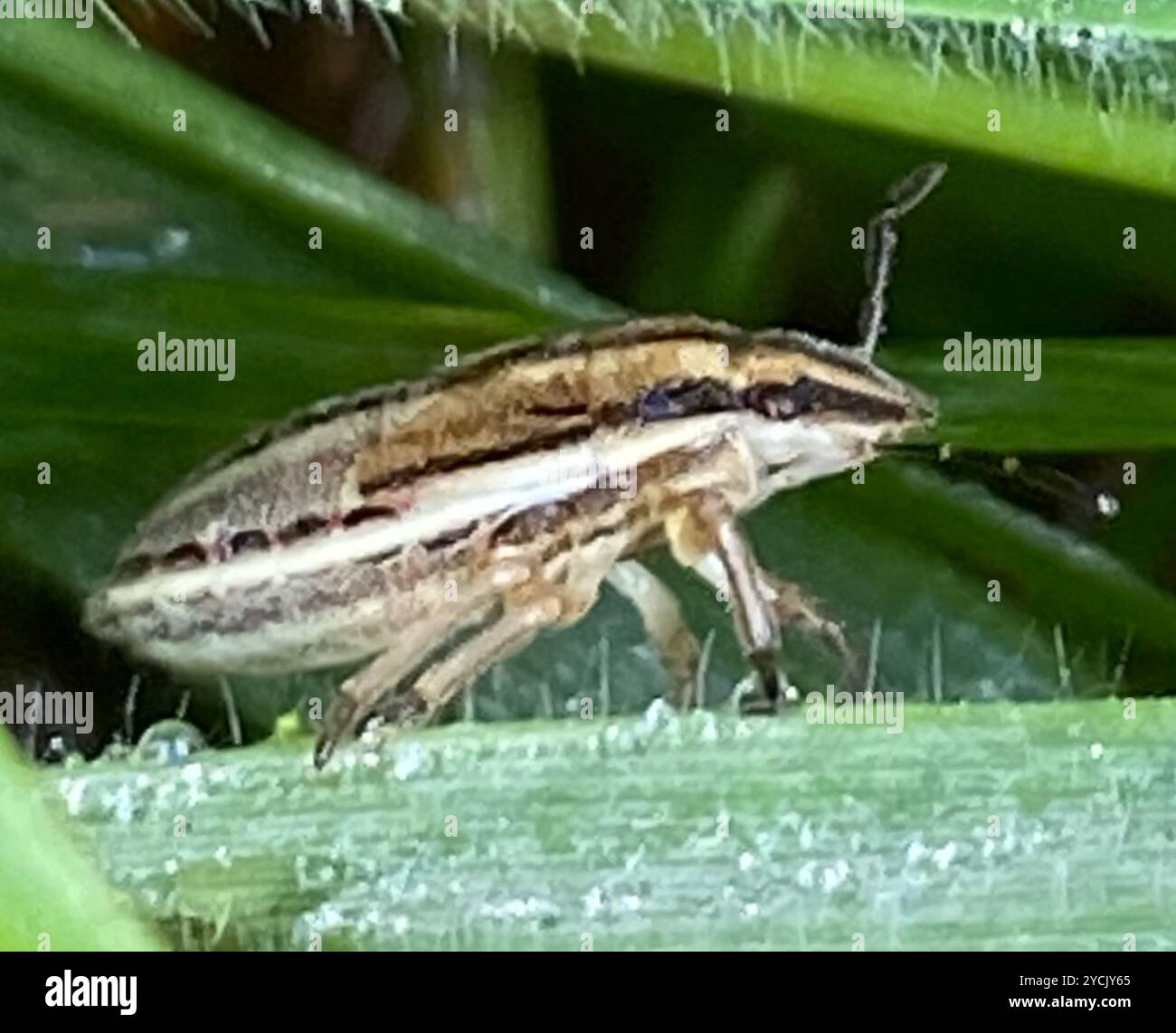Bishop's Mitre Shield Bug (Aelia acuminata) Insecta Stock Photo - Alamy